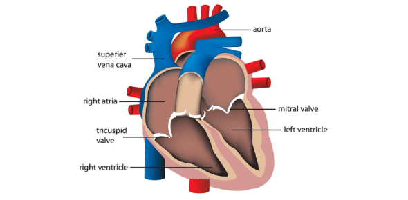 Heart Labeling Quiz How Much You Know About Heart Labeling ProProfs 